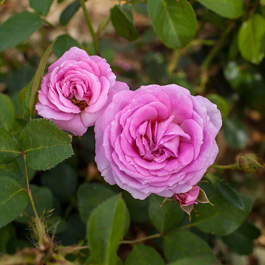 Special Mum Rose Bush Gift | Buy Mum a Pink Floribunda Rose