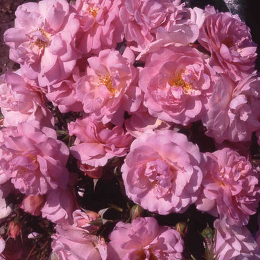 Spirit In The Sky Rose Bush Gift | Pink Remembrance Rose Bush