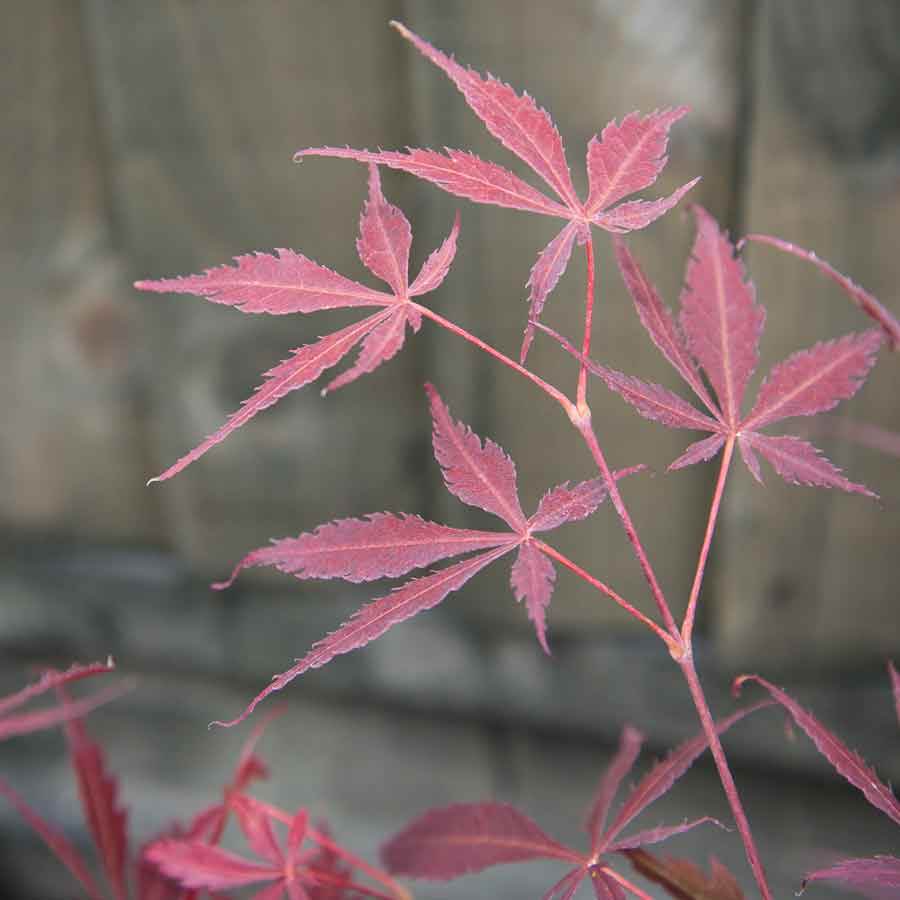 Suminagashi Japanese Maple Tree Gift | Buy Acer 'Suminagashi'