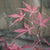 Suminagashi Japanese Maple Tree Gift | Buy Acer 'Suminagashi'