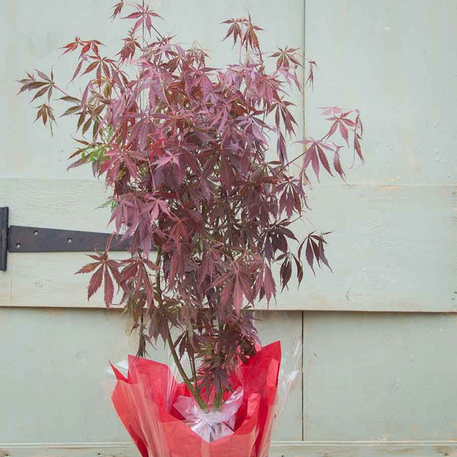 Suminagashi Japanese Maple Tree Gift | Buy Acer 'Suminagashi'