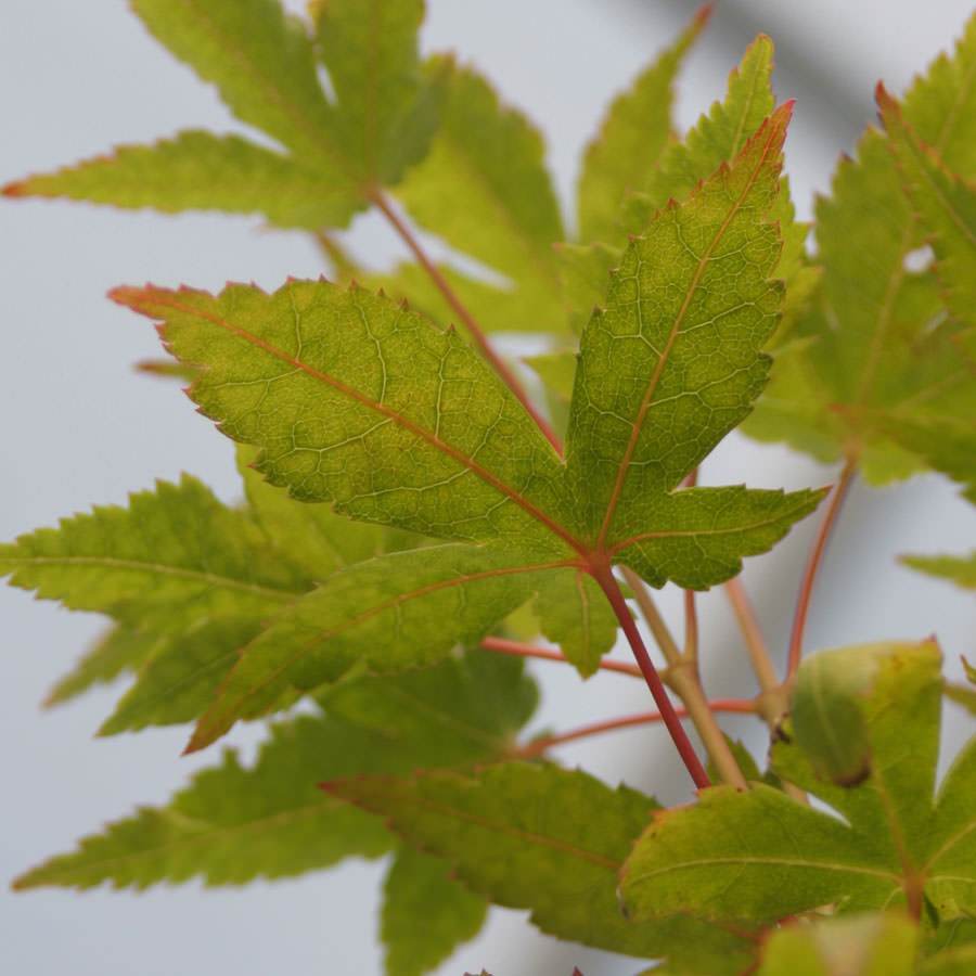 Sunshine Japanese Maple Tree Gift | Acer Sunshine Tree