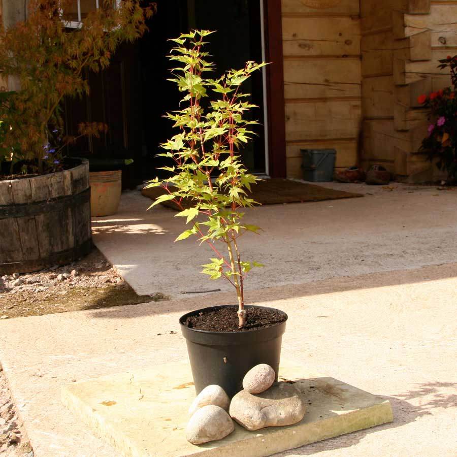 Sunshine Japanese Maple Tree Gift | Acer Sunshine Tree