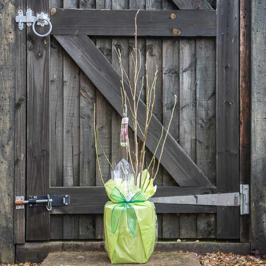 Magnolia Susan Tree Gift | Buy a Magnolia Susan Tree Gift – Tree2mydoor