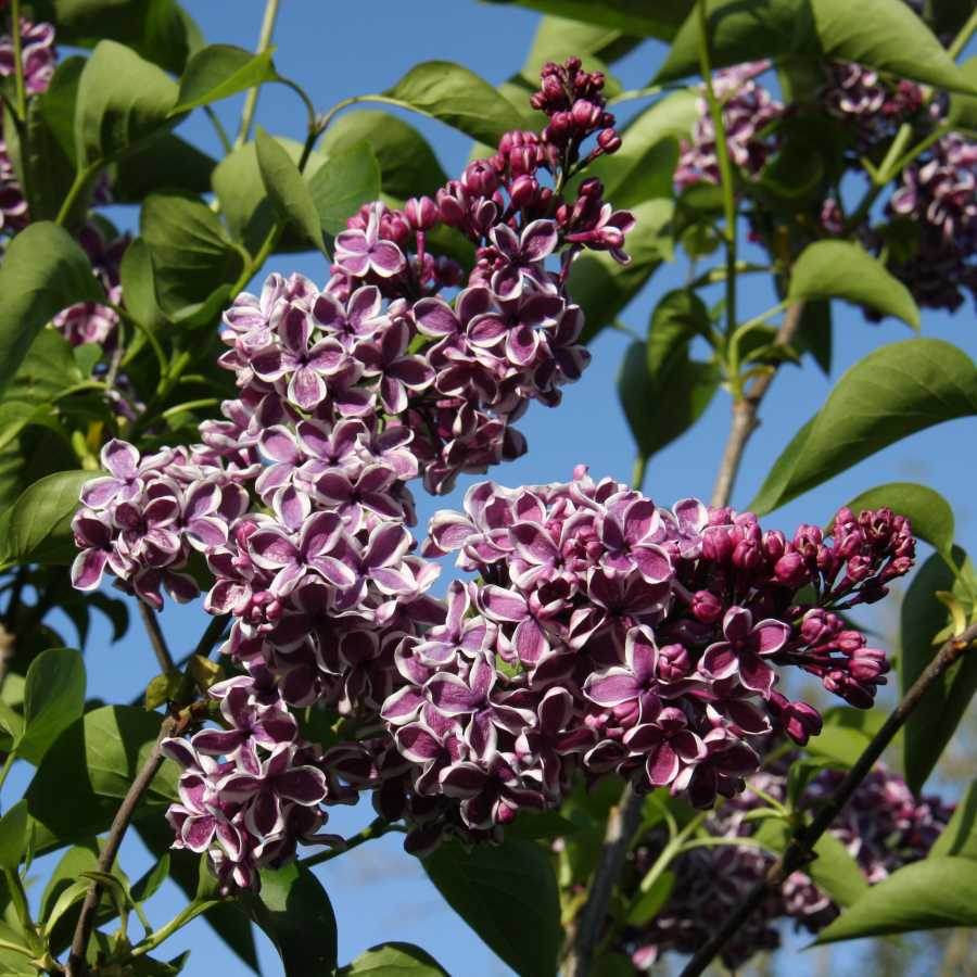 Buy Lilac Syringa vul 'Sensation' | 7L Sensation Lilac Tree