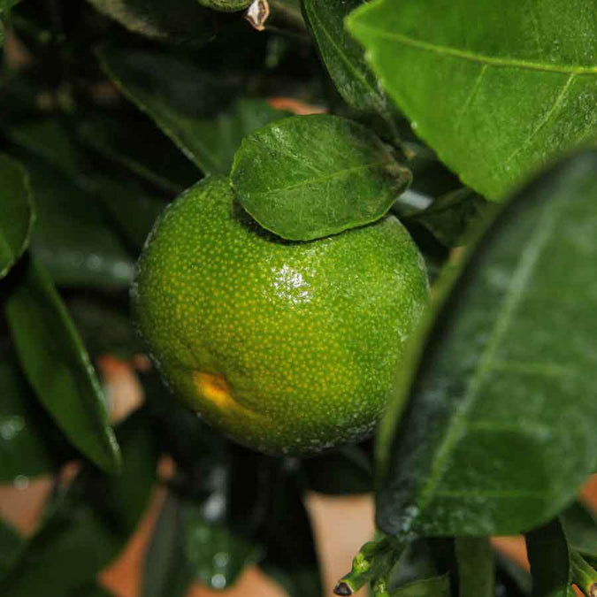 Tangerine Tree Gift | Send a Tangerine Plant – Tree2mydoor