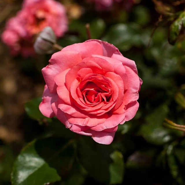 Thank You Rose Bush Gift | A Special Way to Show Your Gratitude