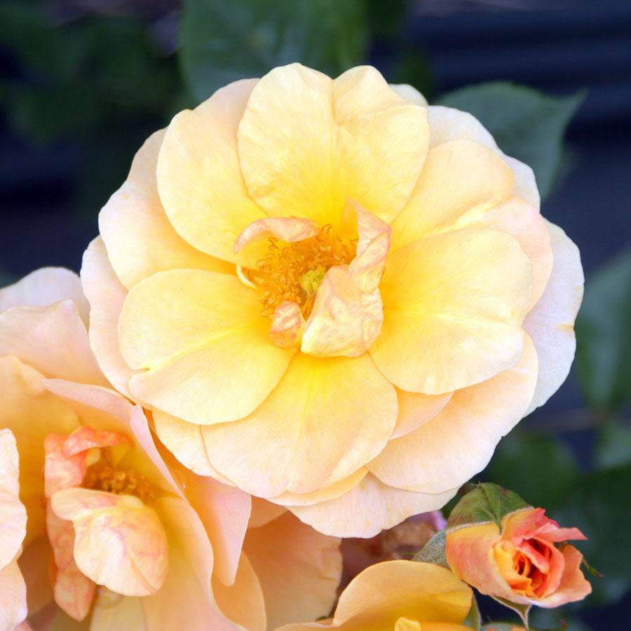 Together Forever Rose Bush Gift - Orange Rose Bush