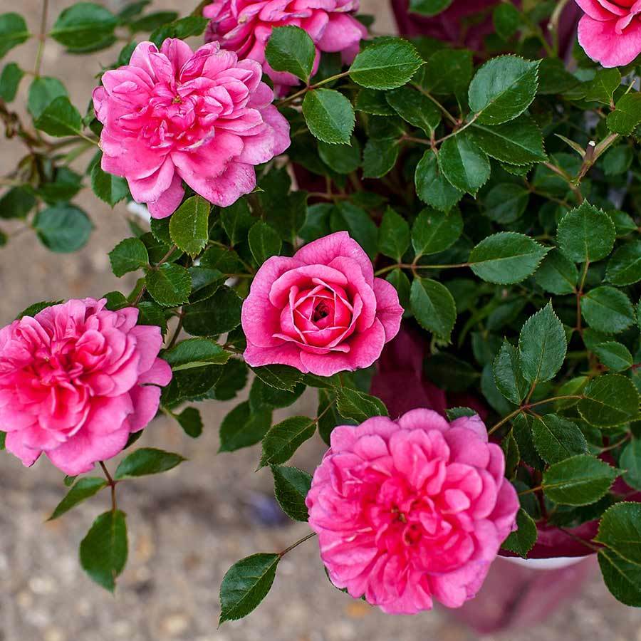 Touch of Glamour Rose Gift | Send Pink Roses – Tree2mydoor