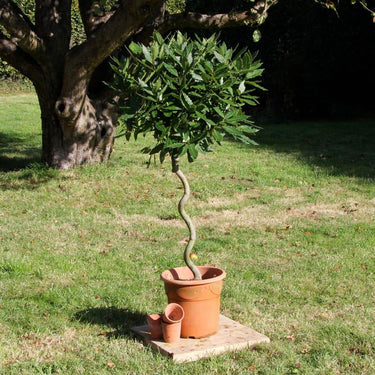 The Twisted Bay Tree Gift | Send a Bay Tree with Tree2mydoor