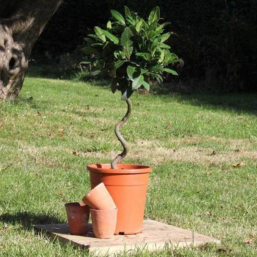 The Twisted Bay Tree Gift | Send a Bay Tree with Tree2mydoor