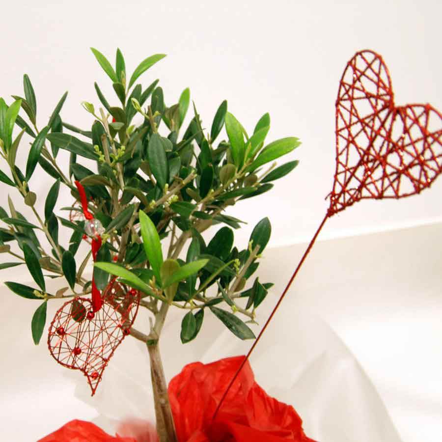 Buy a Valentines Day Olive Tree from Tree2mydoor