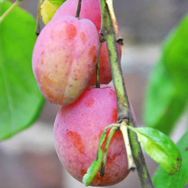 Patio Plum Tree | High-Quality Dwarf Plum Tree