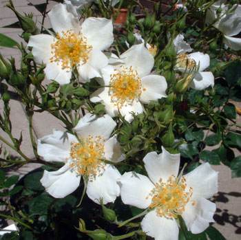 Wedding Day Rose Bush Gift | Send a Wedding Climbing Rose Bush