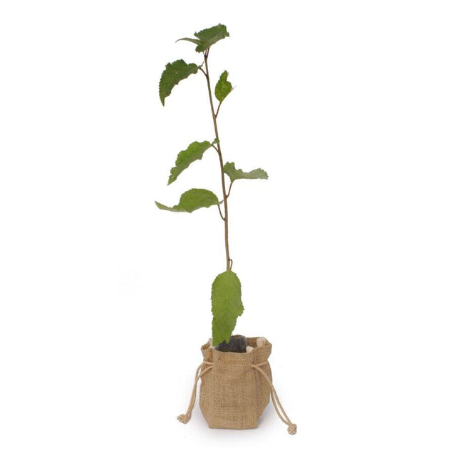 Wild Cherry Tree Gift | Send Wild Cherry Sapling as a Gift