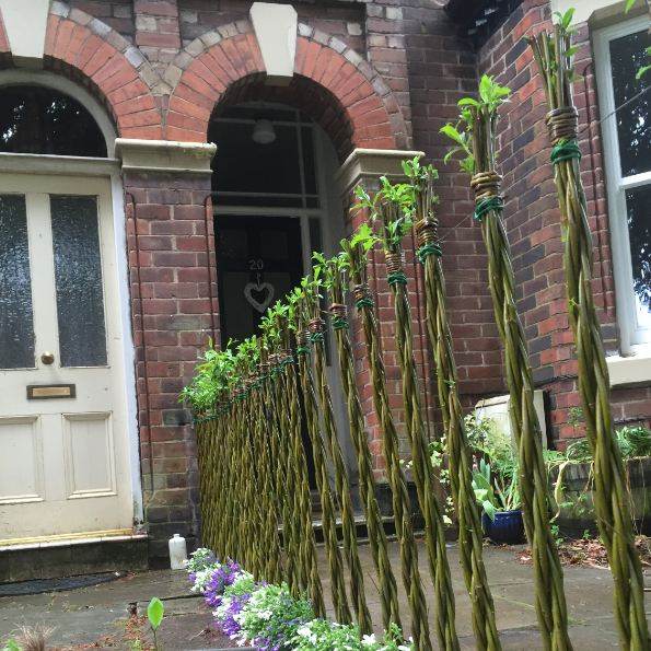 Friendship Willow Hedging Pack | Buy a Willow Hedge Pack