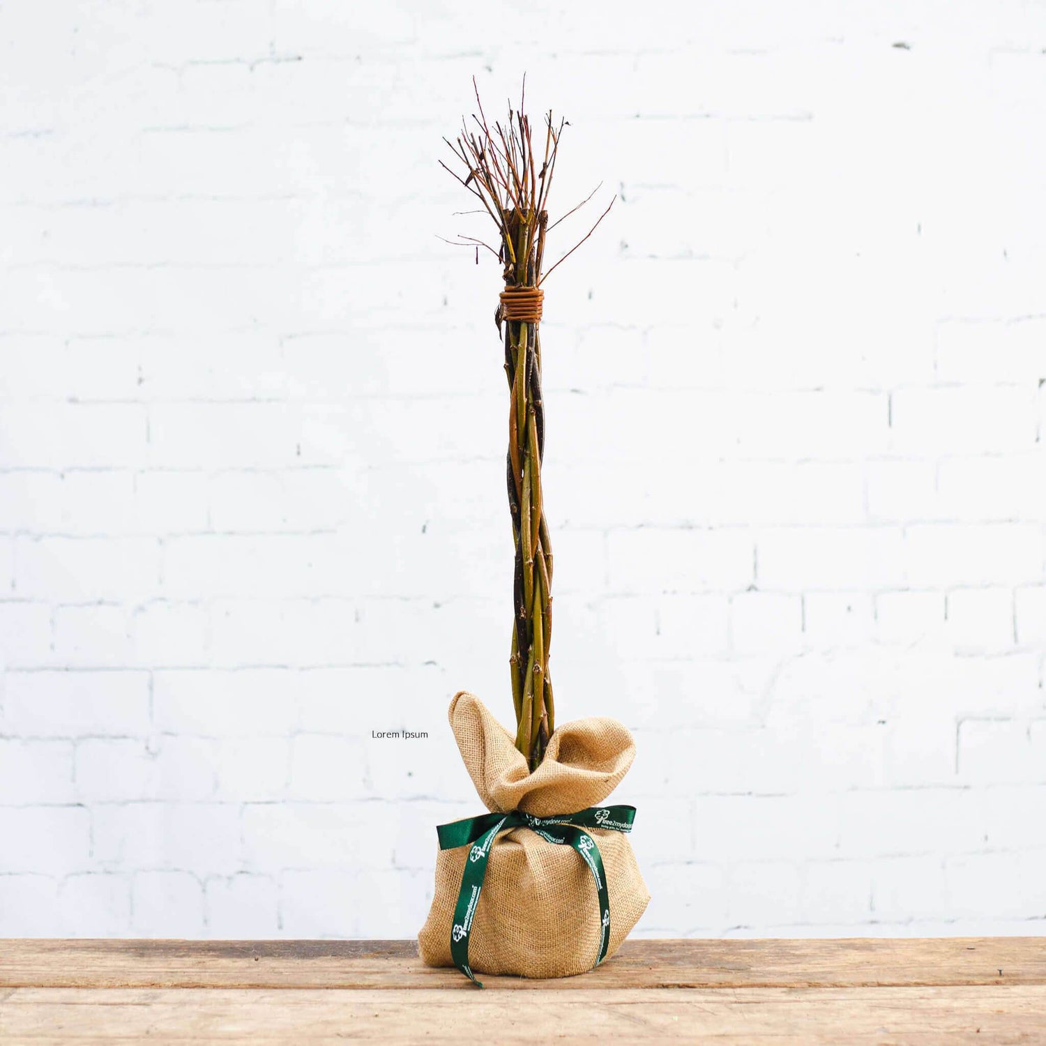 Pot Grown Willow Wand Tree | Willow Tree Gifts at Tree2mydoor