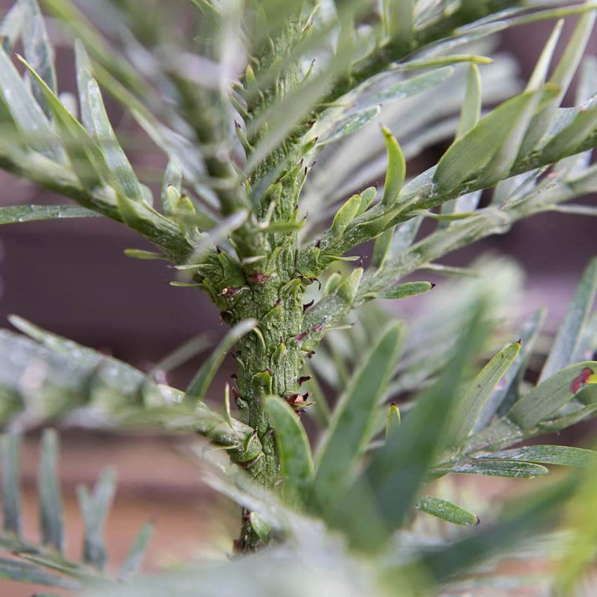 Wollemi Pine Tree Gift | The Dinosaur Tree – Tree2mydoor